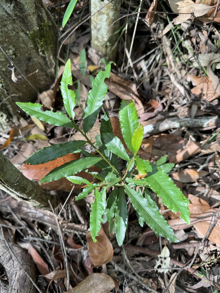 Small-leaved plane from Brisbane QLD, Australia on March 19, 2024 at 03 ...