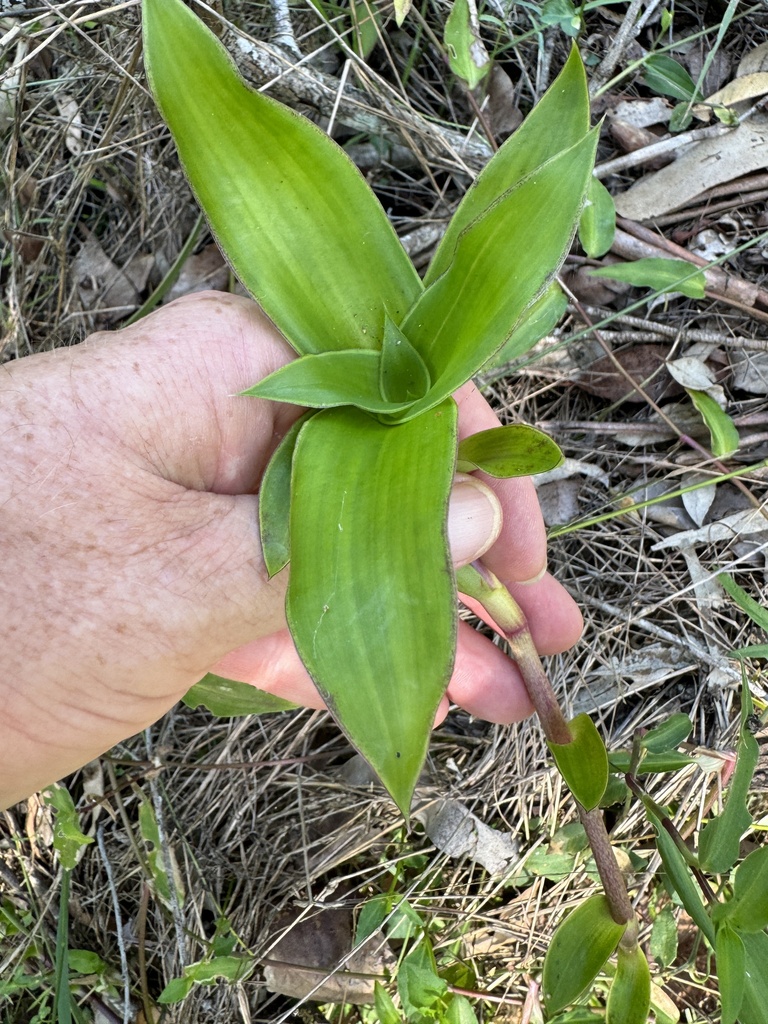 False Bromeliad Plant in March 2024 by cwelden_ecp · iNaturalist