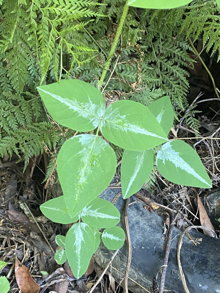 Silverleaf Desmodium from Cleveland, QLD, AU on March 20, 2024 at 08:17 ...