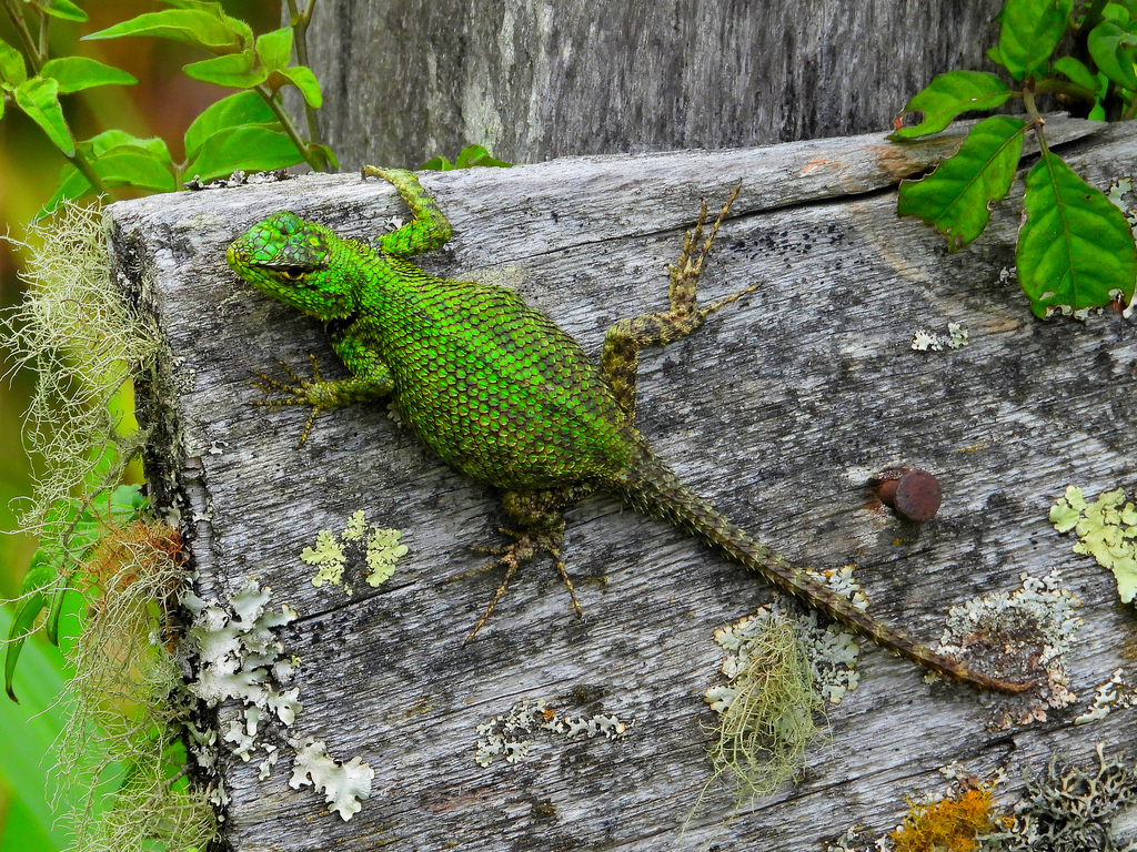 Guatemalan Emerald Spiny Lizard from Tapalapa, Chis., México on March ...