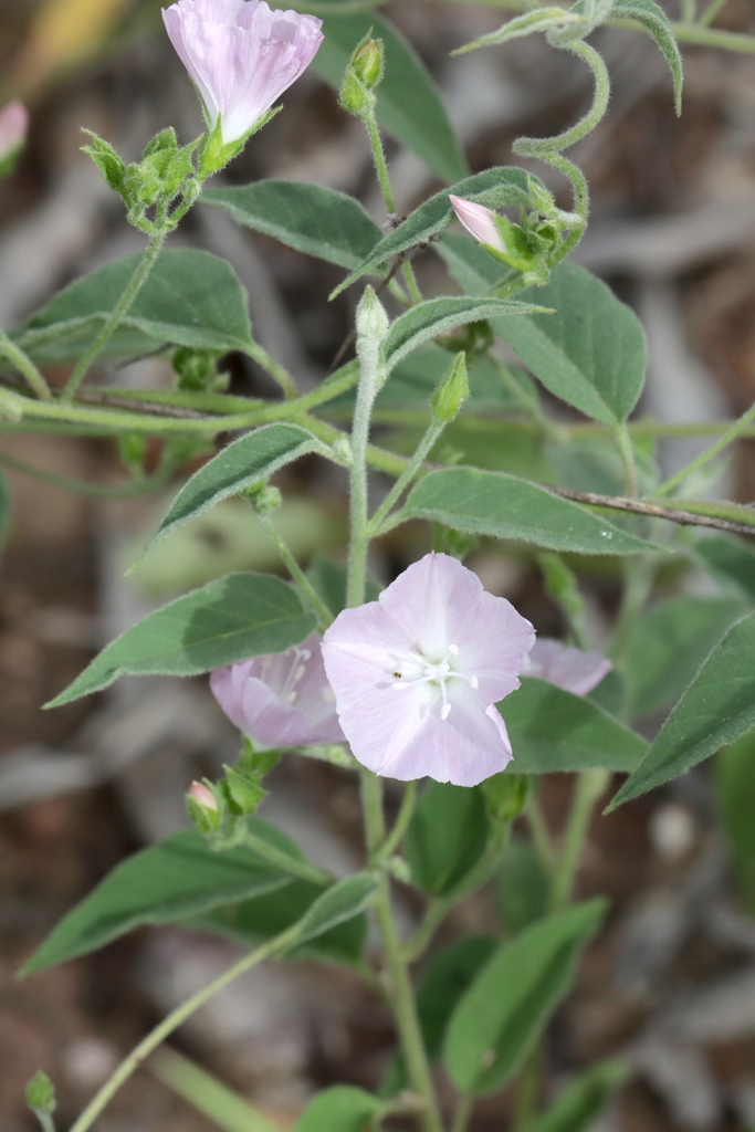 Jacquemontia paniculata from Mingela QLD 4816, Australia on March 17 ...