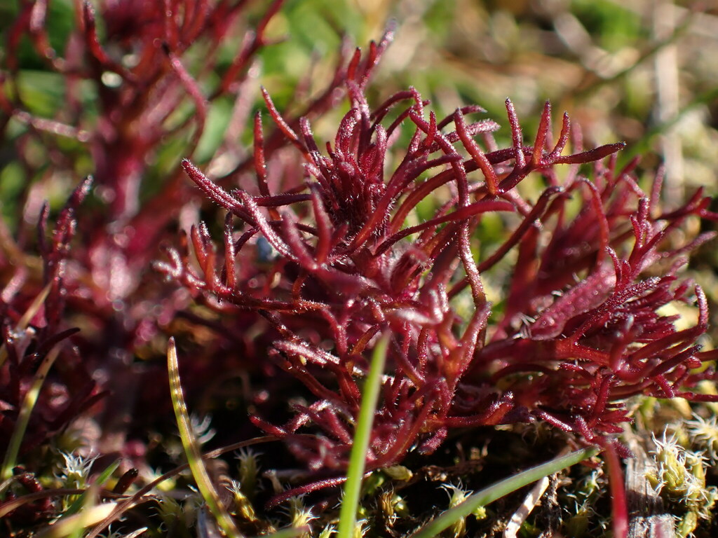 dwarf orthocarpus from Oak Bay, BC, Canada on March 19, 2024 at 03:16 ...