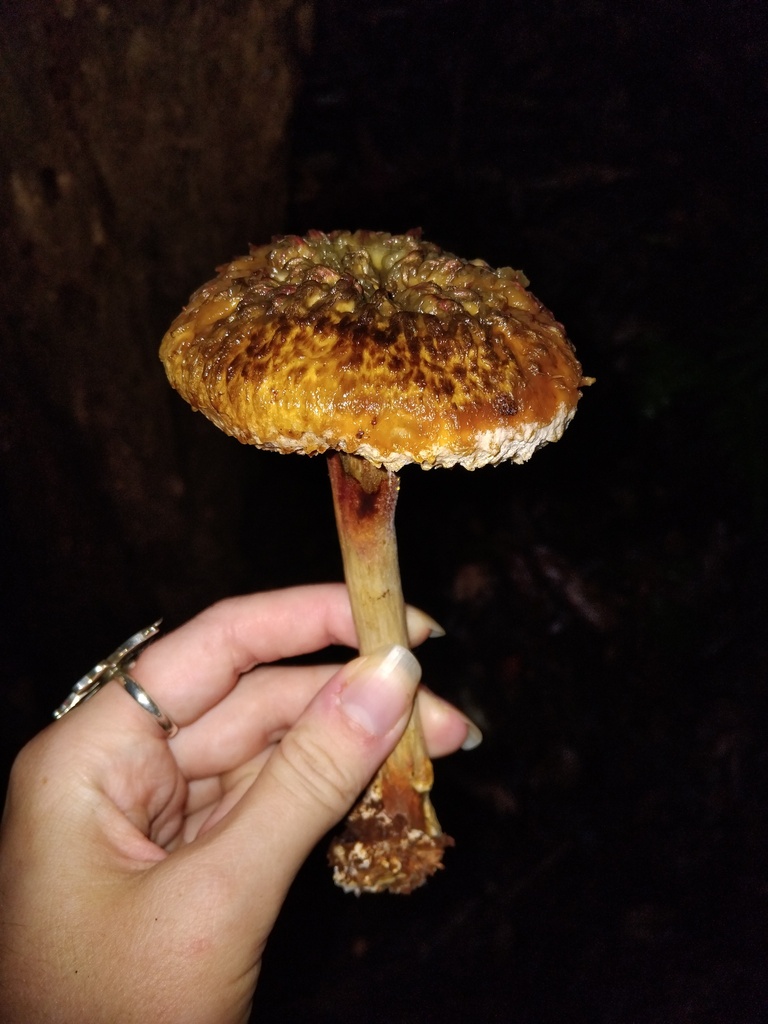 Boletellus from Never Never NSW 2453, Australia on March 16, 2024 at 09 ...