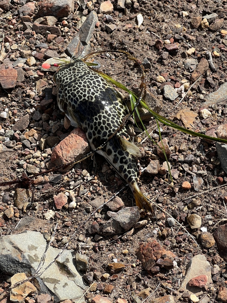 Smooth Toadfish from Tasmania, Akaroa, TAS, AU on March 20, 2024 at 03: ...