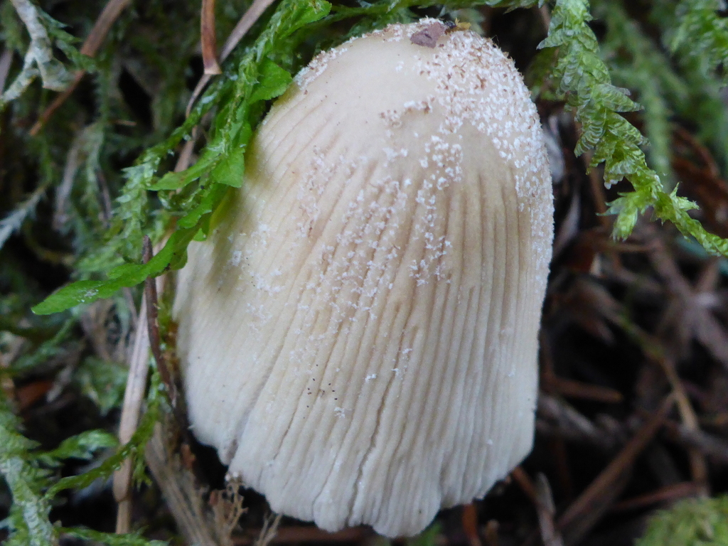 Coprinellus radians from Cooper Mountain - Aloha North, Beaverton, OR ...