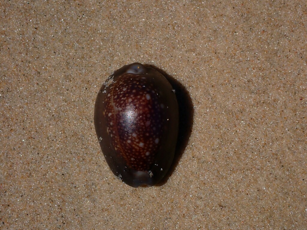 Snakehead Cowrie from Hungry Head NSW 2455, Australia on March 20, 2024 ...