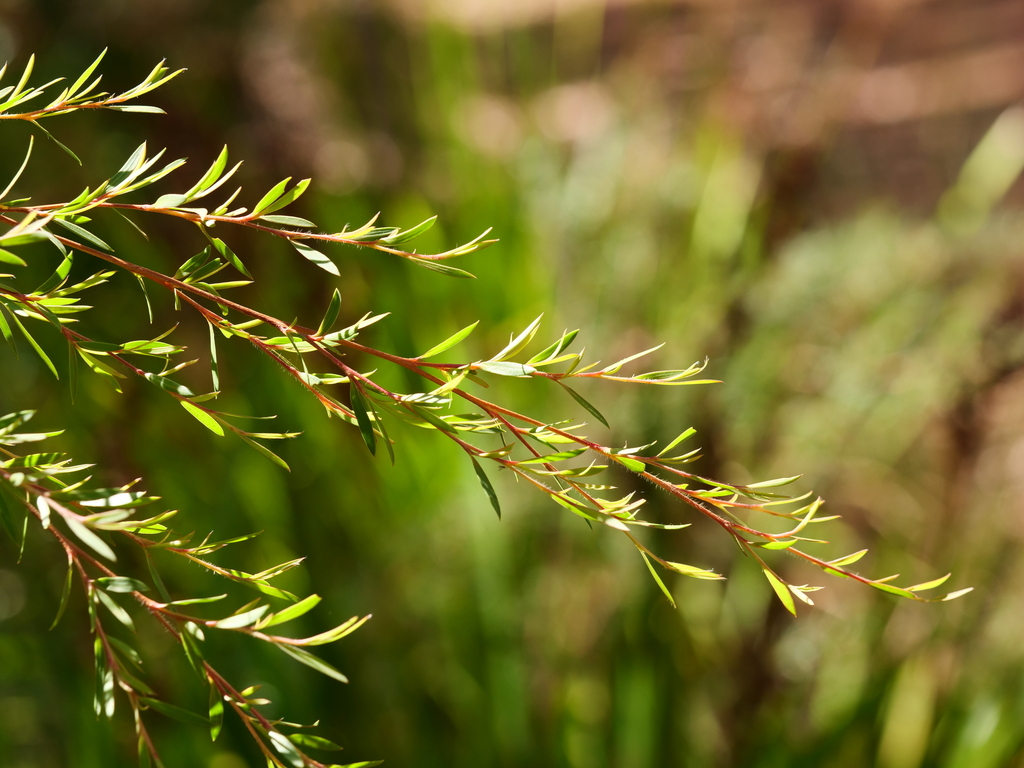 Taxandria linearifolia from Scotsdale WA 6333, Australia on March 20 ...