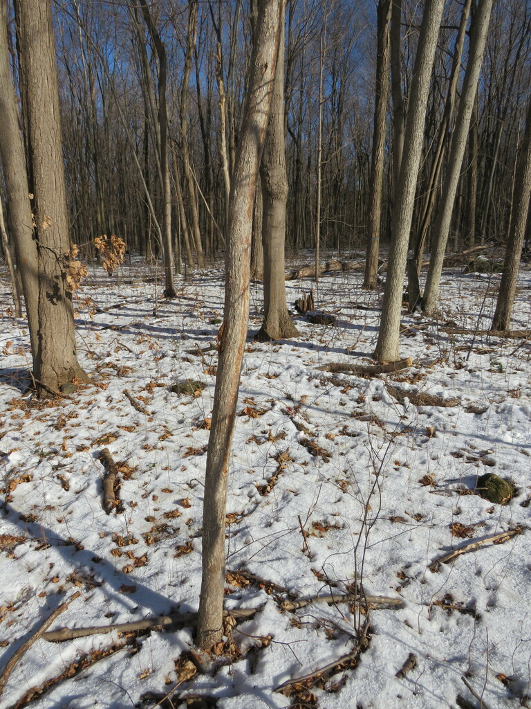 rock elm in November 2022 by Owen Clarkin · iNaturalist