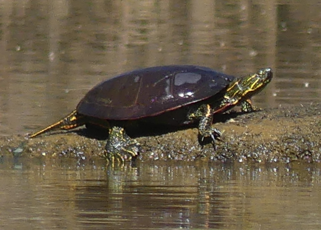 Western Painted Turtle in March 2024 by Jonathan Hakim. 3 seen here ...