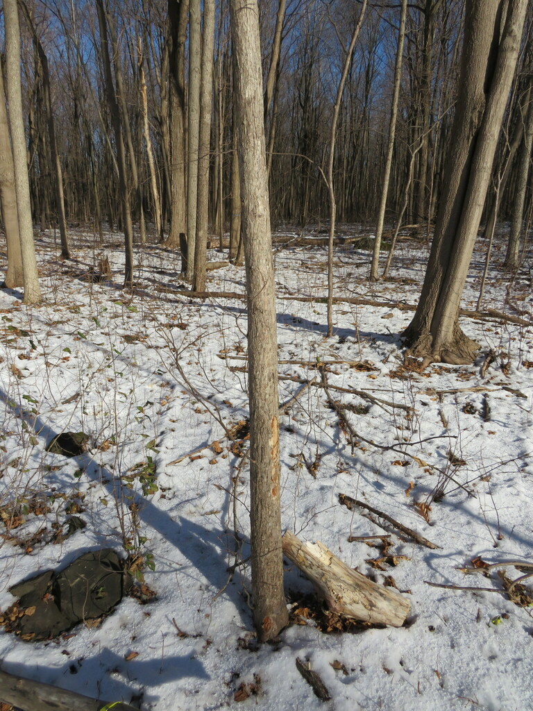 rock elm in November 2022 by Owen Clarkin · iNaturalist