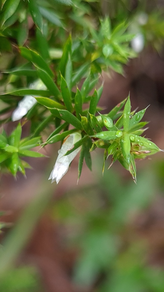 Prickly Beard-heath from Sydney NSW, Australia on March 19, 2024 at 10: ...