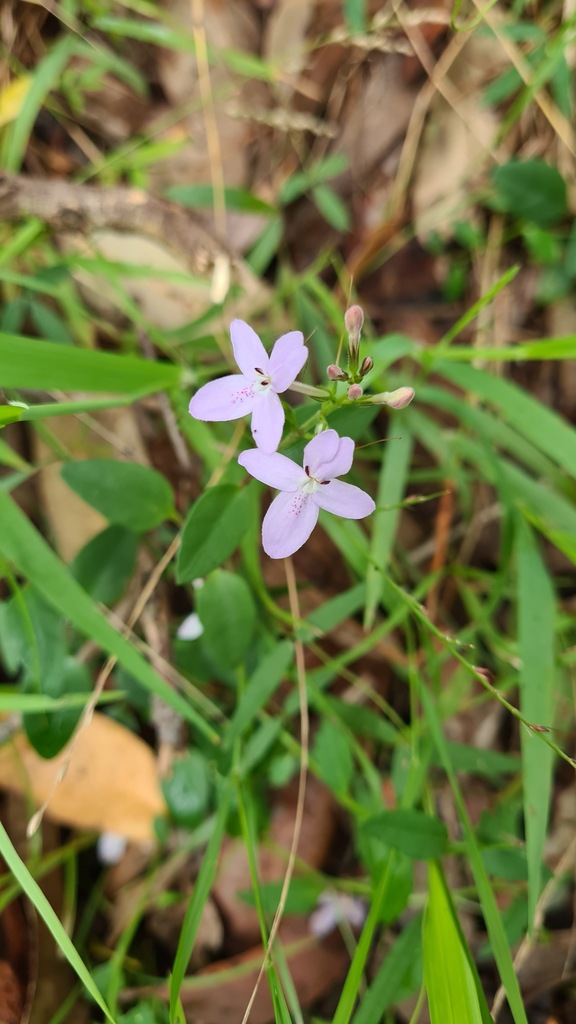 Pastel Flower from Dural NSW 2158, Australia on March 19, 2024 at 11:25 ...