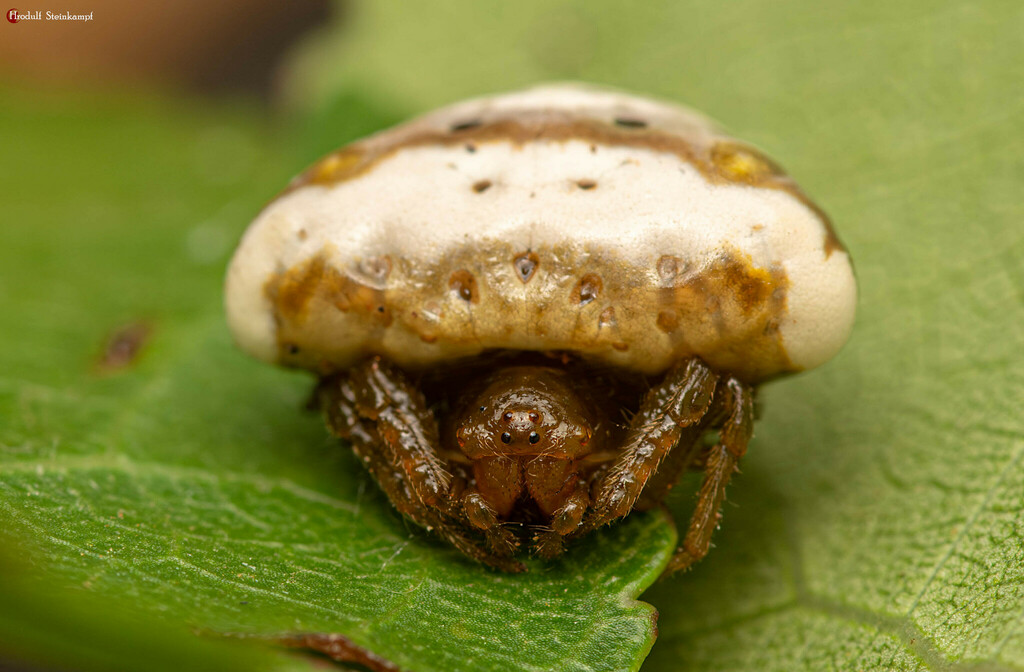 White-banded Bird-dropping Spider from Free State National Botanical ...