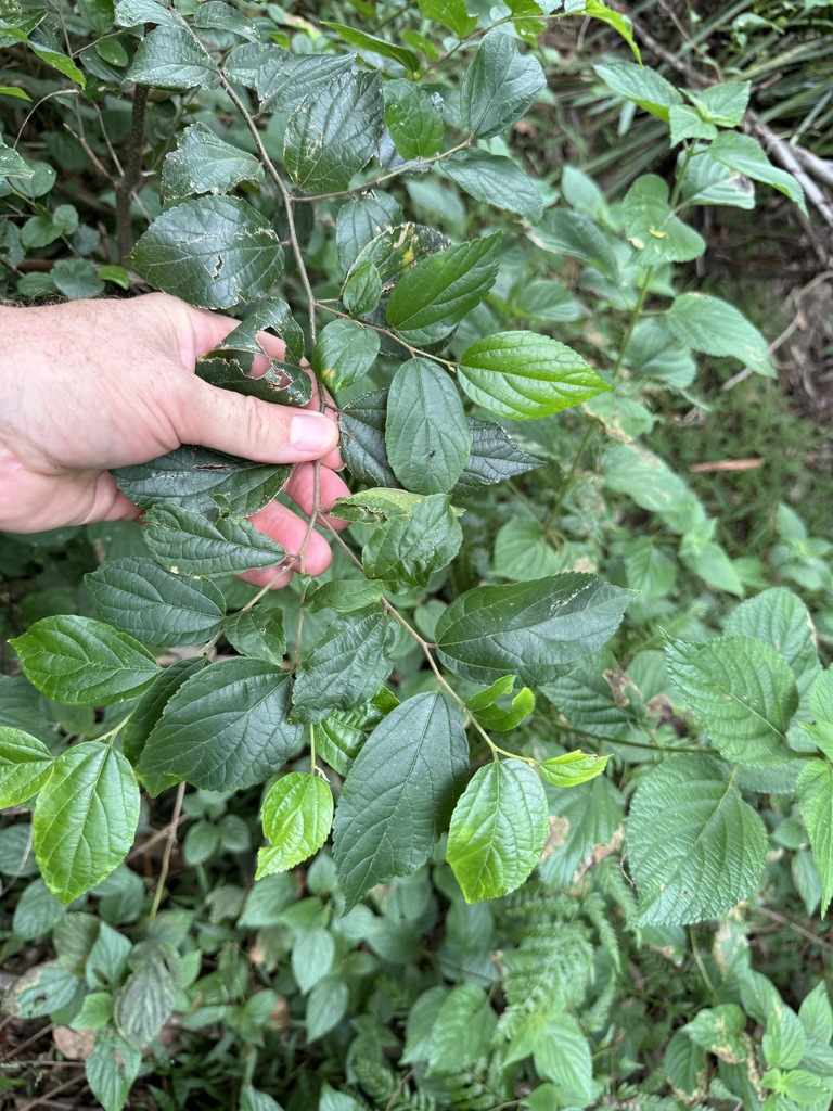 Chinese Hackberry in March 2024 by cwelden_ecp · iNaturalist