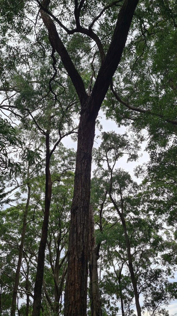 Grey Ironbark from Sydney NSW, Australia on March 20, 2024 at 11:26 AM ...