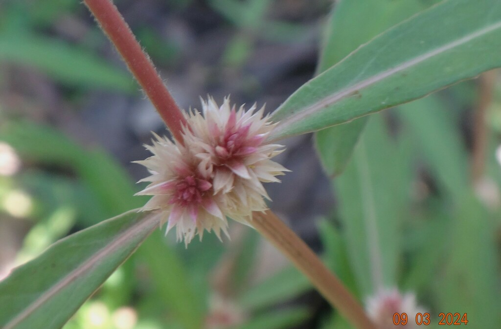 Lesser Joyweed from Seymour VIC 3660, Australia on March 9, 2024 at 09: ...