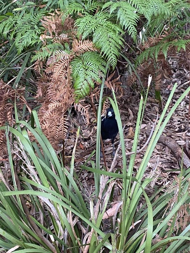 islander_iskander's Identifications · iNaturalist