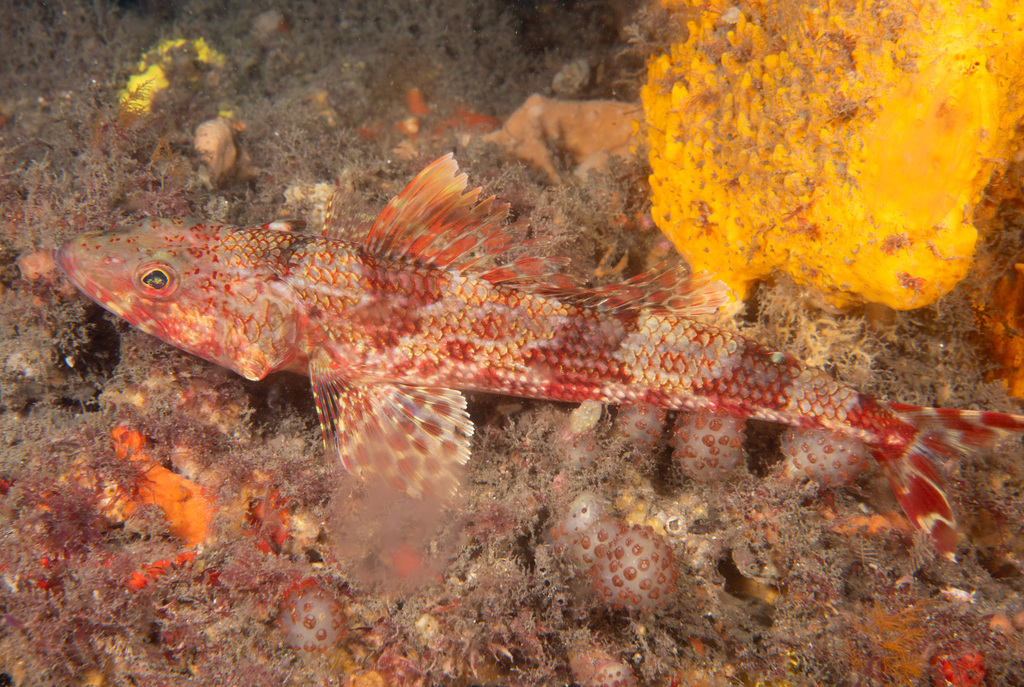 Sergeant Baker from "Bare Island, Botany Bay, New South Wales ...