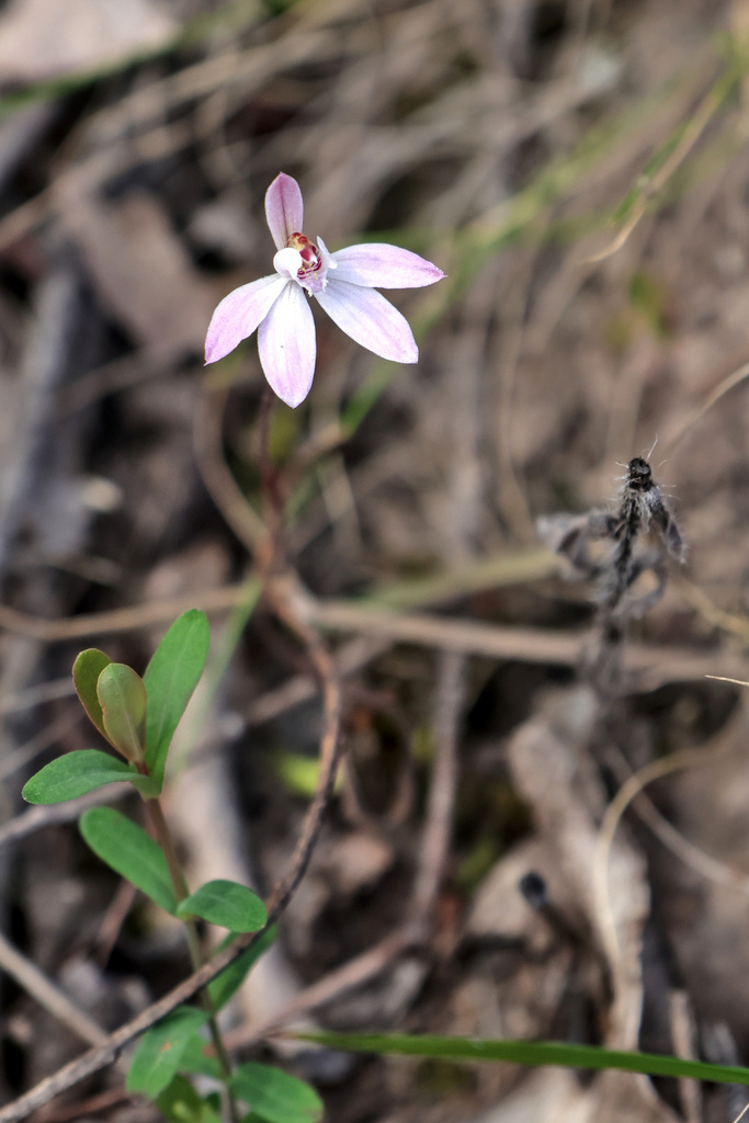 Pink Lady Fingers from Hillside VIC 3875, Australia on September 12 ...