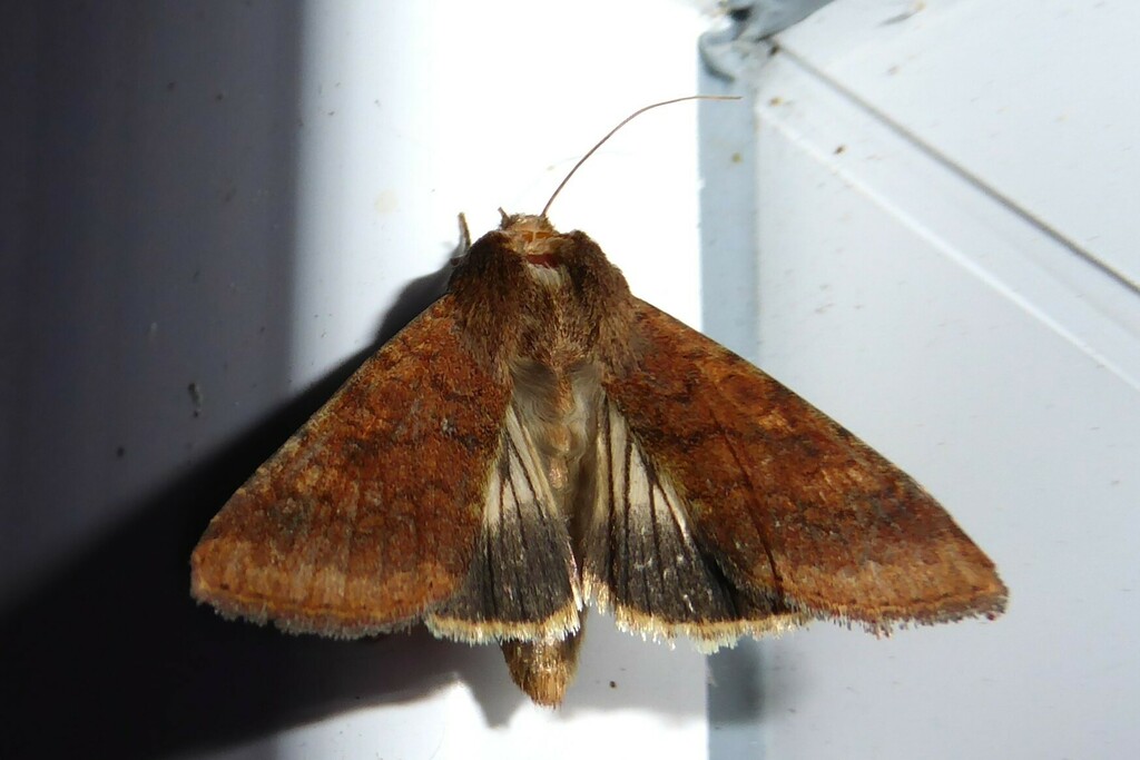 Cotton Bollworm Moth from Waikouaiti, New Zealand on March 14, 2024 at ...