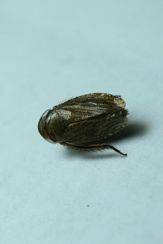 wresy's Identifications · iNaturalist