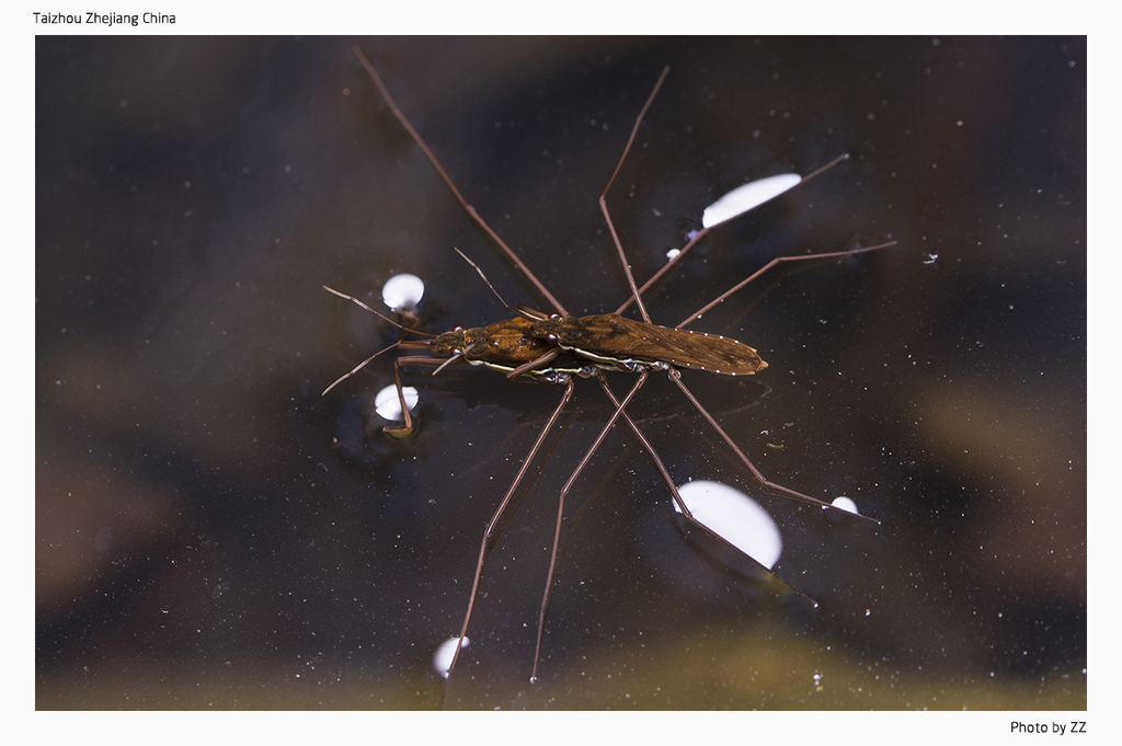 Gerris gracilicornis from Taizhou, Zhejiang, China on March 20, 2024 at ...