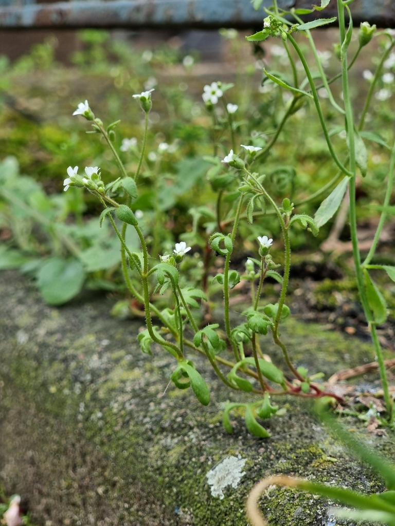 Rue-leaved Saxifrage from London WC1H 9RX, UK on March 20, 2024 at 09: ...