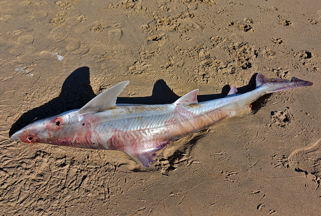 Common Smooth-hound in March 2024 by mary-hunter · iNaturalist