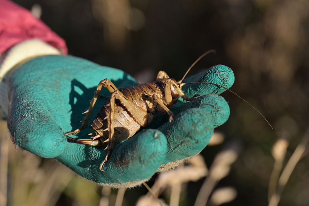 Cook Strait Giant Weta in March 2024 by Christopher Stephens · iNaturalist
