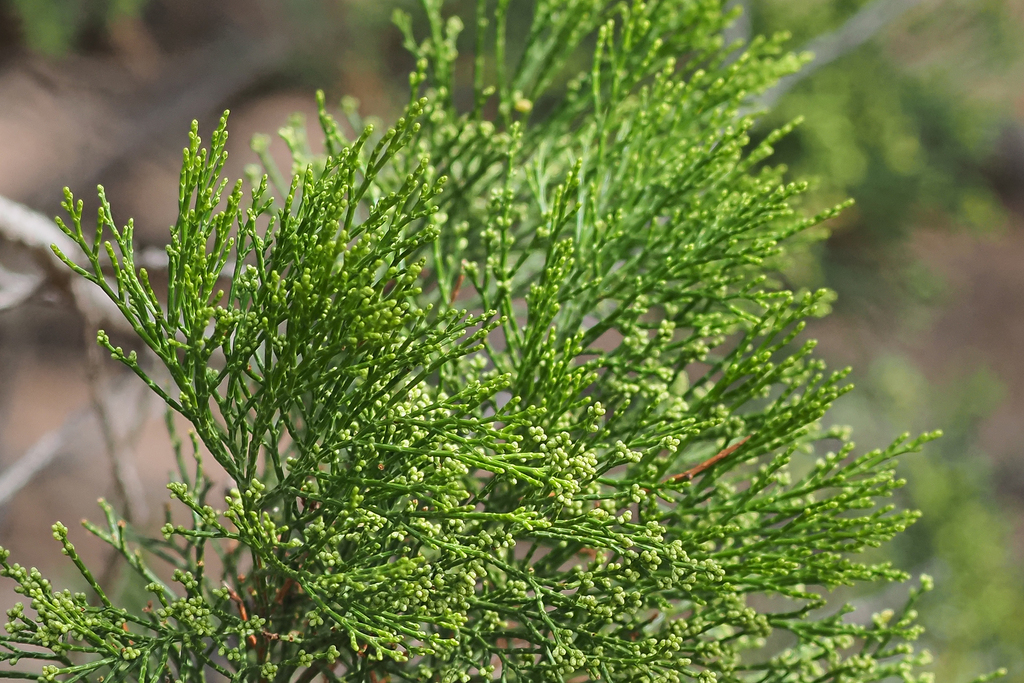 Slender Cypress-pine from Monarto Woodlands, Browns Rd, Monarto SA 5254 ...