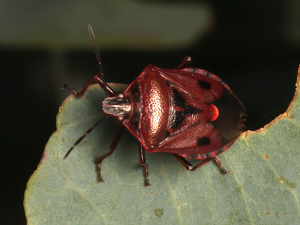 Brown soldier bug from Canberra Central, ACT, Australia on March 13 ...