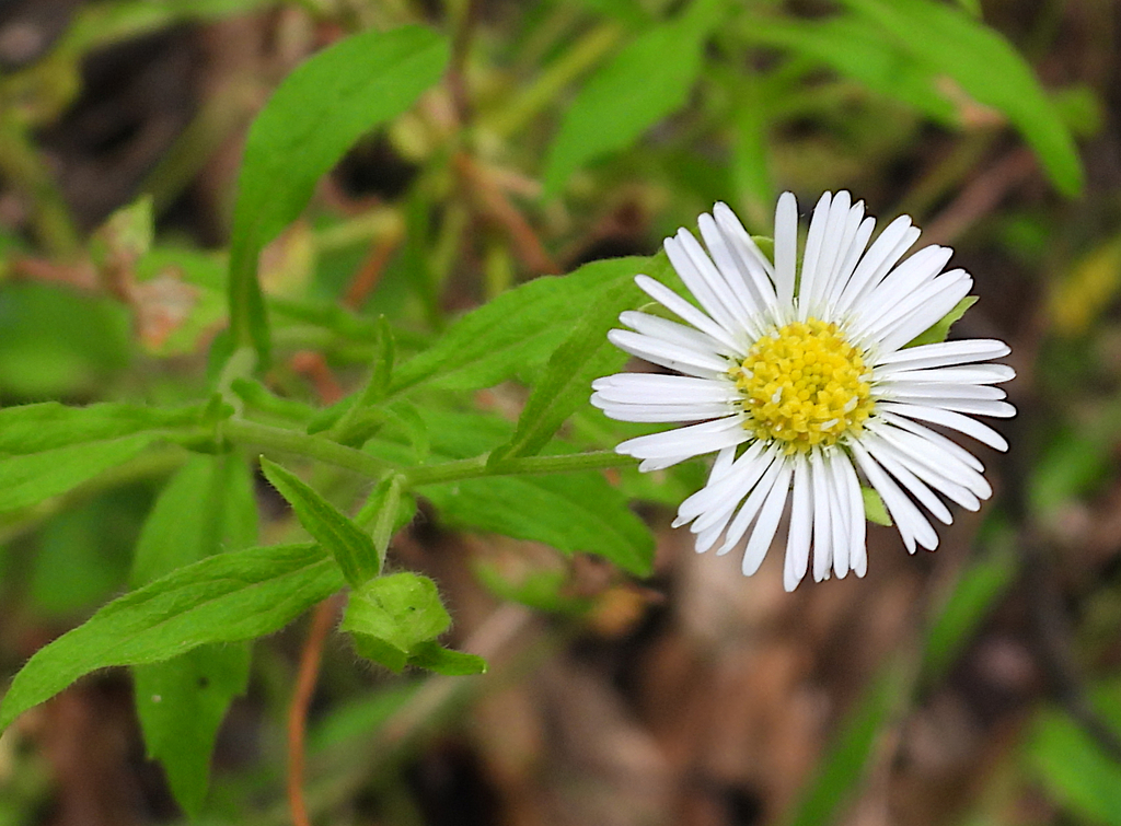 Calotis dentex from Bunya QLD 4055, Australia on March 20, 2024 at 02: ...