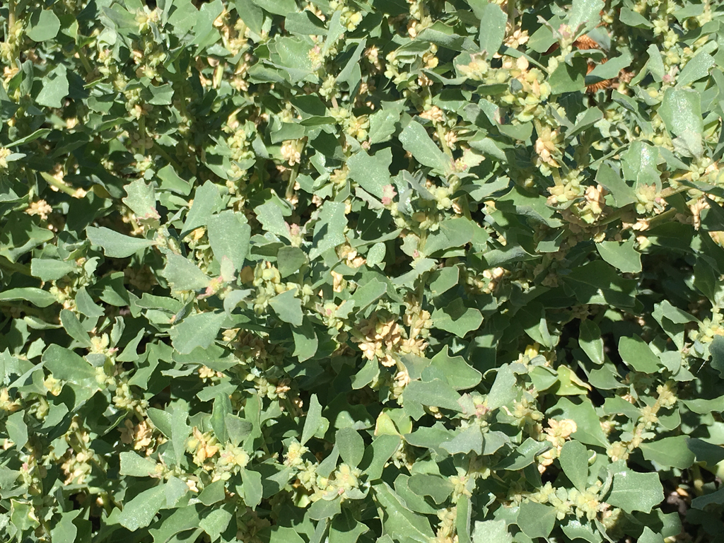 Mueller's Saltbush (Atriplex muelleri) - Botanical Realm