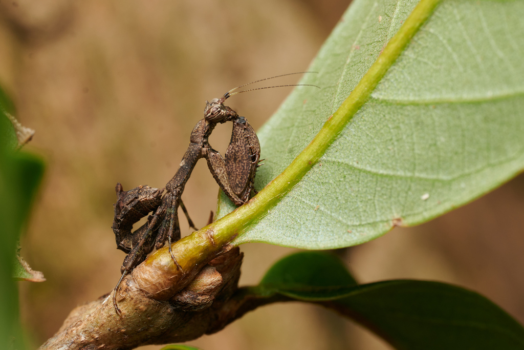 Acromantis from 中国浙江省杭州市 on January 9, 2024 at 04:29 PM by Li Jianbo ...