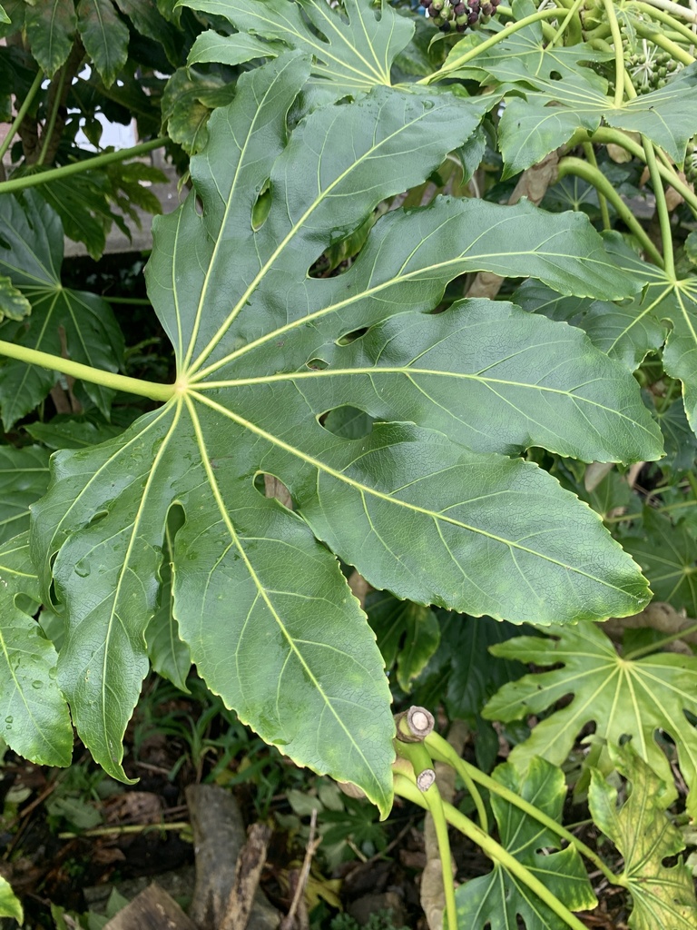 Japanese aralia from Mounts Bay Academy, Cornwall, England, GB on 20 March, 2024 at 09:59 AM by ...