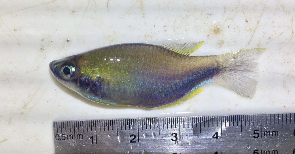 Plataplochilus eliasi from Kouilou, CG on June 6, 2017 at 02:55 PM by ...