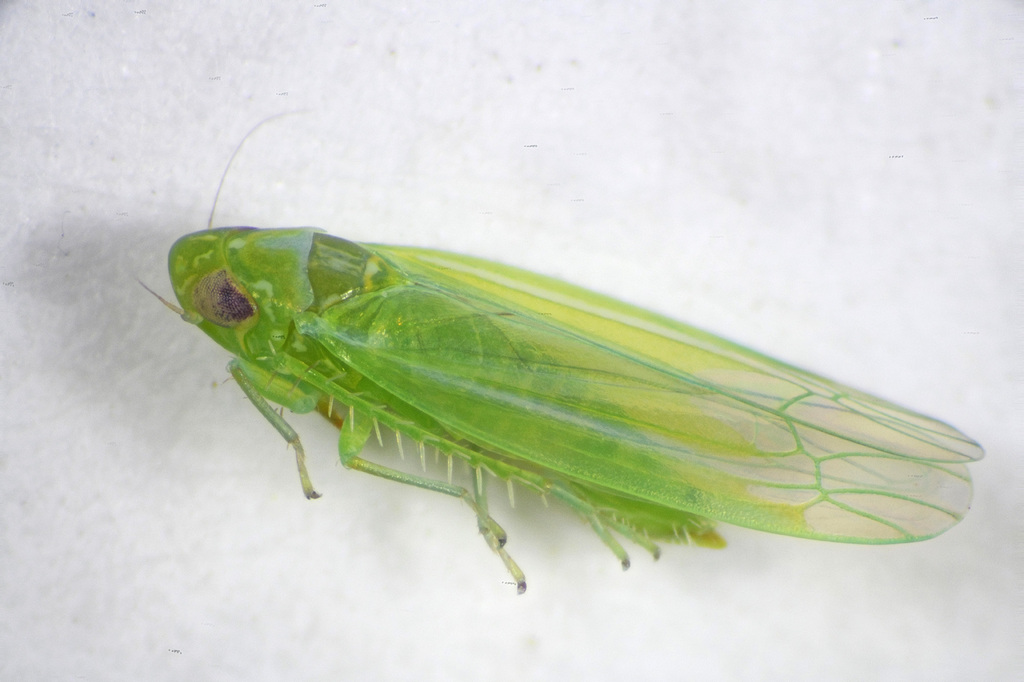 Hebata vitis from Héron, Belgique on March 20, 2024 at 12:18 PM by ...