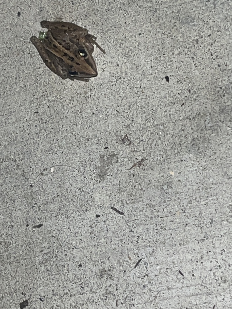 Striped Rocket Frog from Coomera, QLD, AU on March 20, 2024 at 09:30 PM ...