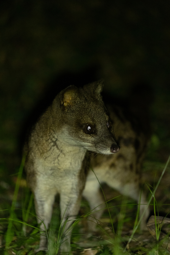 Fanaloka in October 2023 by Max Baumgarten · iNaturalist