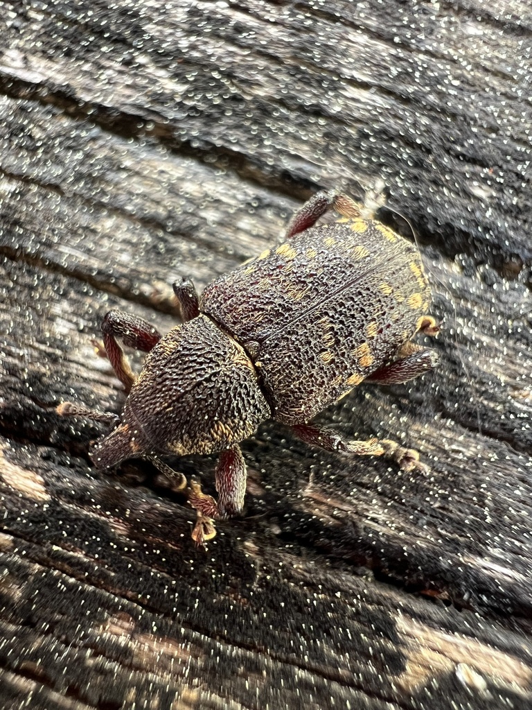 Large Pine Weevil from Parque de Lazer de São Sebastião, Manteigas ...