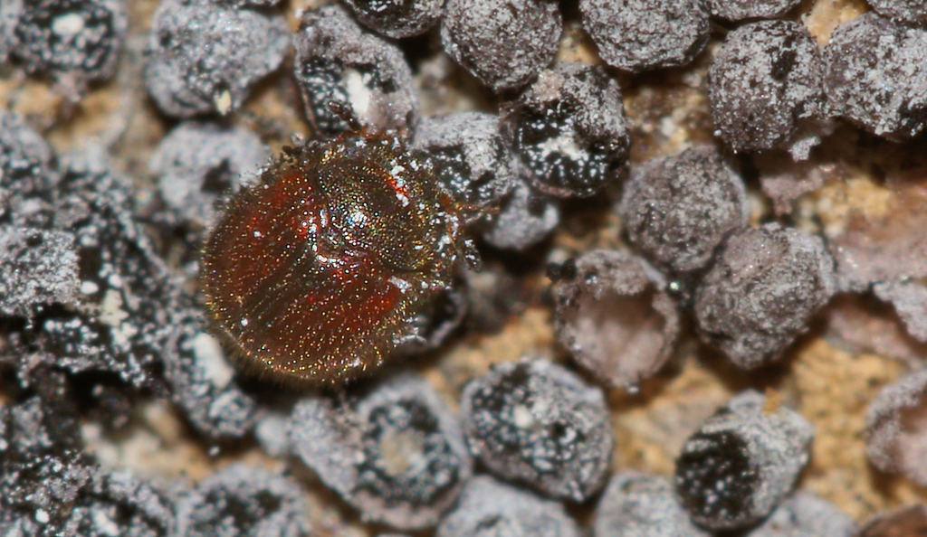 Cryptic Slime Mold Beetles from Moregloed, Pretoria, 0186, South Africa ...