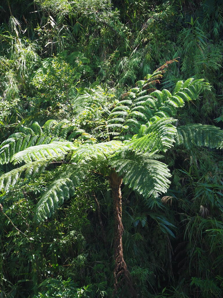 Flying Spider Monkey Tree Fern from 232台灣新北市坪林區 on September 12, 2023 ...