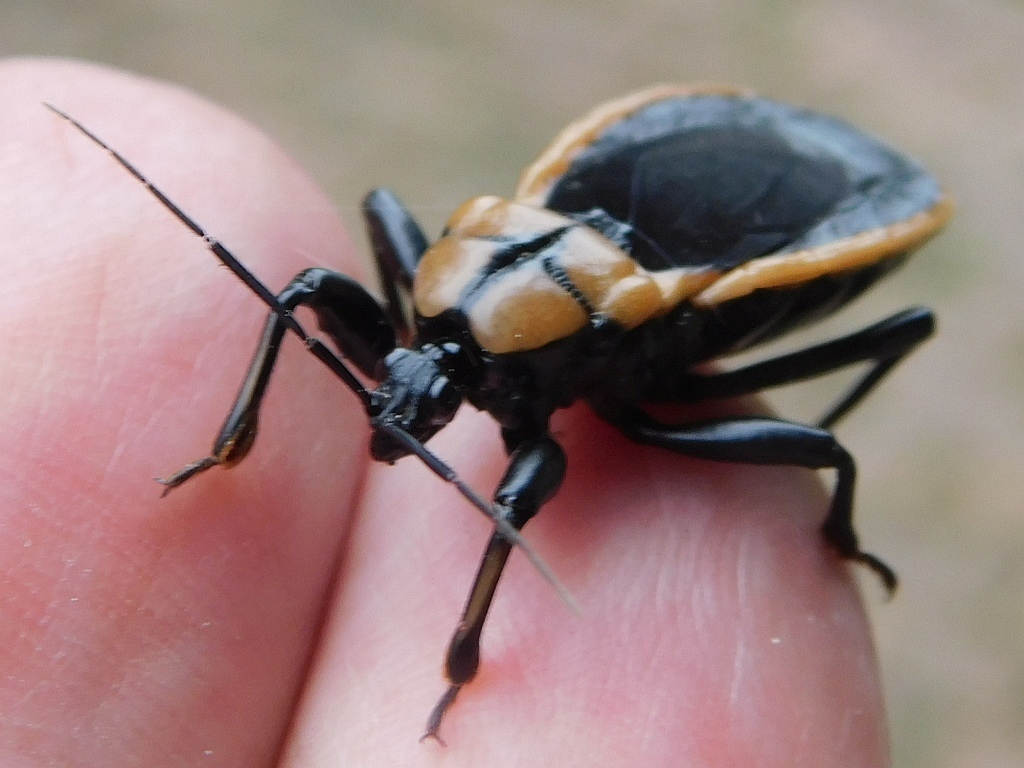 Millipede Assassin from Greyton, 7233, South Africa on April 25, 2019 ...
