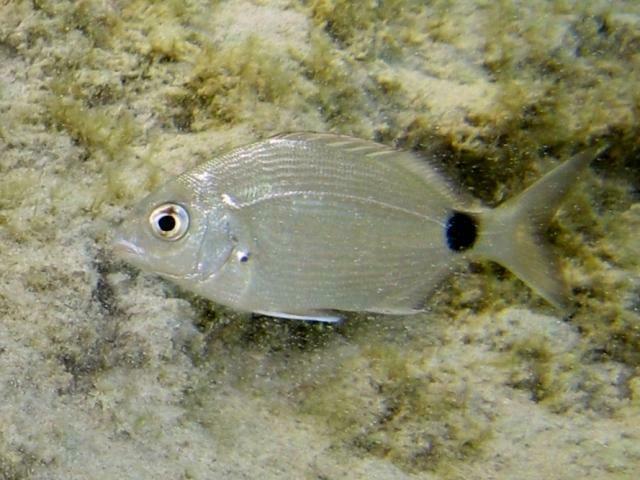 Sargo (Diplodus sargus) - Marine Life Identification