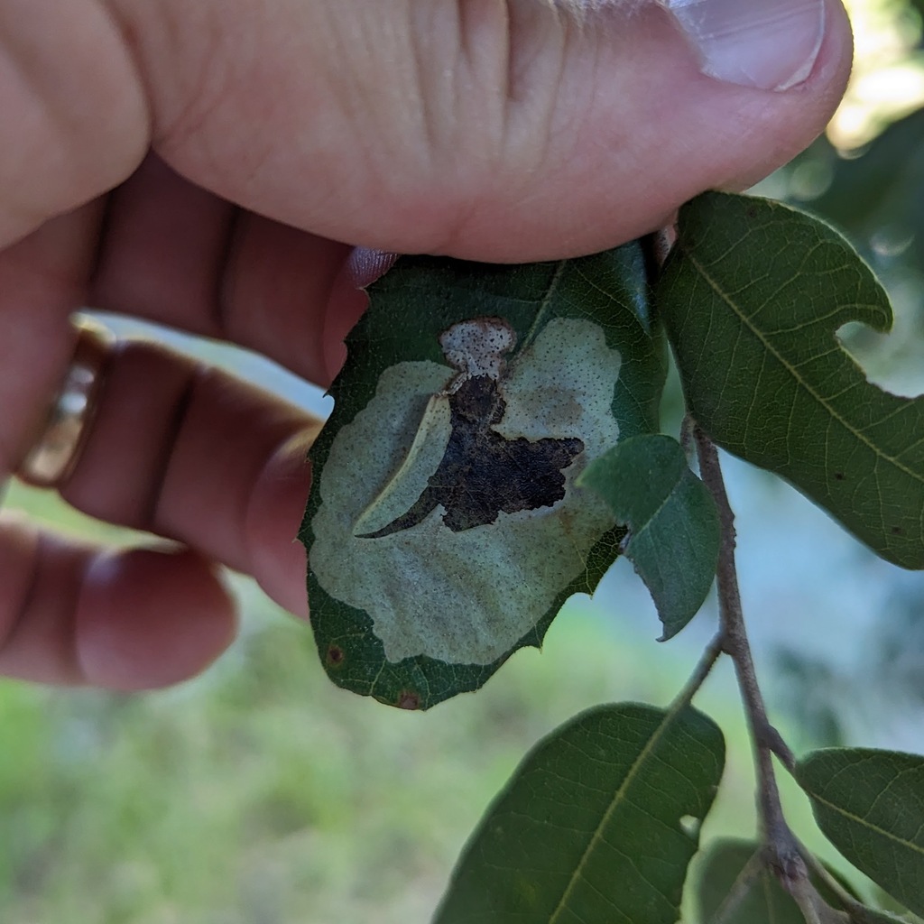 Cameraria from North Auburn, CA, USA on March 18, 2024 at 03:36 PM by ...