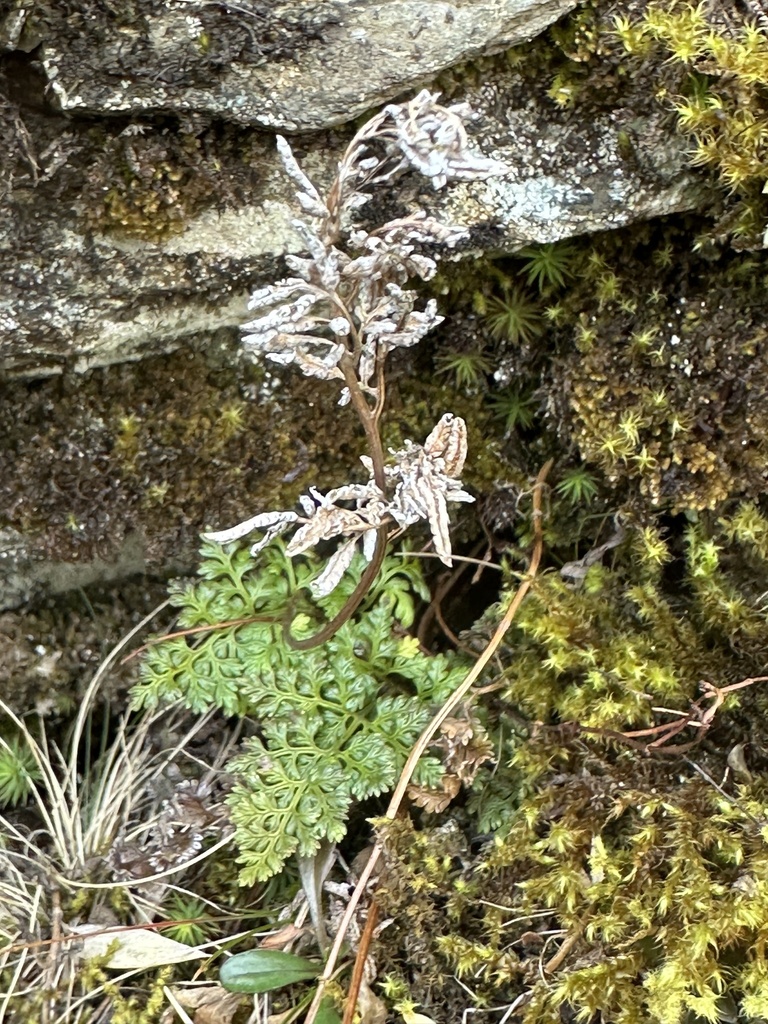 Cryptogramma brunoniana from 合歡山國家森林公園, 仁愛鄉, NAN, TW on March 17, 2024 ...