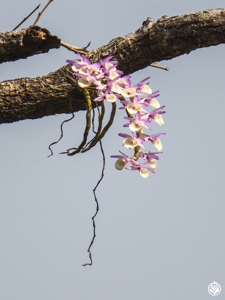 Soft Cane Dendrobiums from Dehong Dai and Jingpo, CN-YN, CN on March 14 ...
