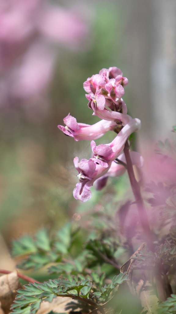 Corydalis edulis in March 2024 by Mengshuai Ge · iNaturalist