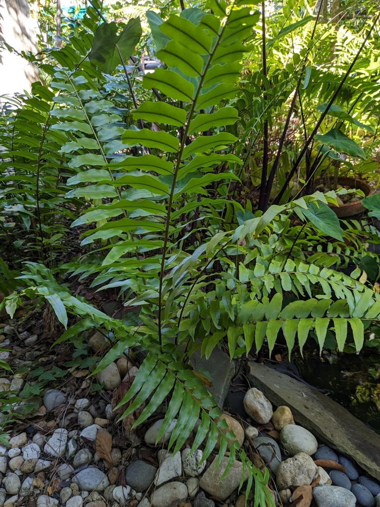 Broad Sword Fern in March 2024 by millercornell · iNaturalist