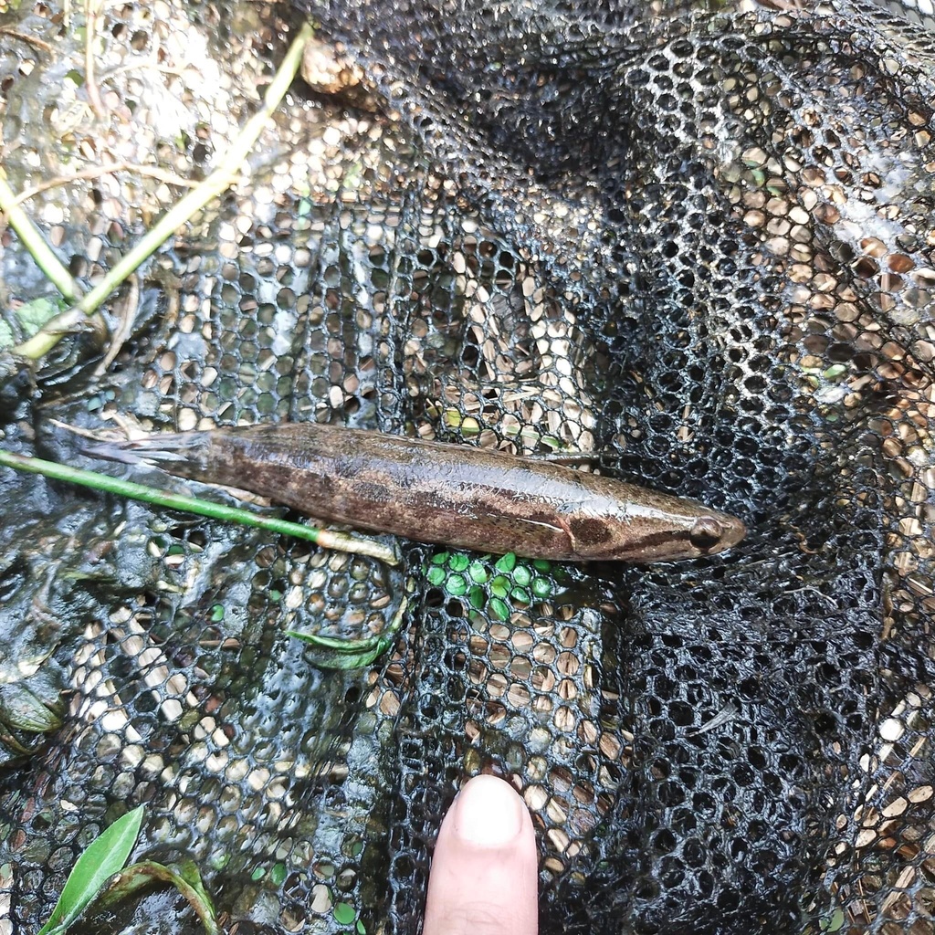 Forest Snakehead from Ladang Bukit Sidim, Kulim, Kedah, MY on March 20 ...